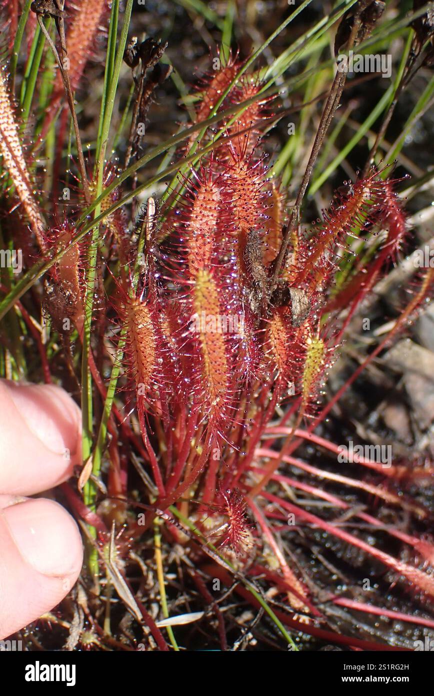Great Sundew (Drosera anglica Stock Photo - Alamy