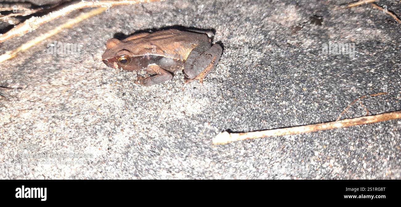 Leaf Litter Toad (Rhaebo haematiticus Stock Photo - Alamy