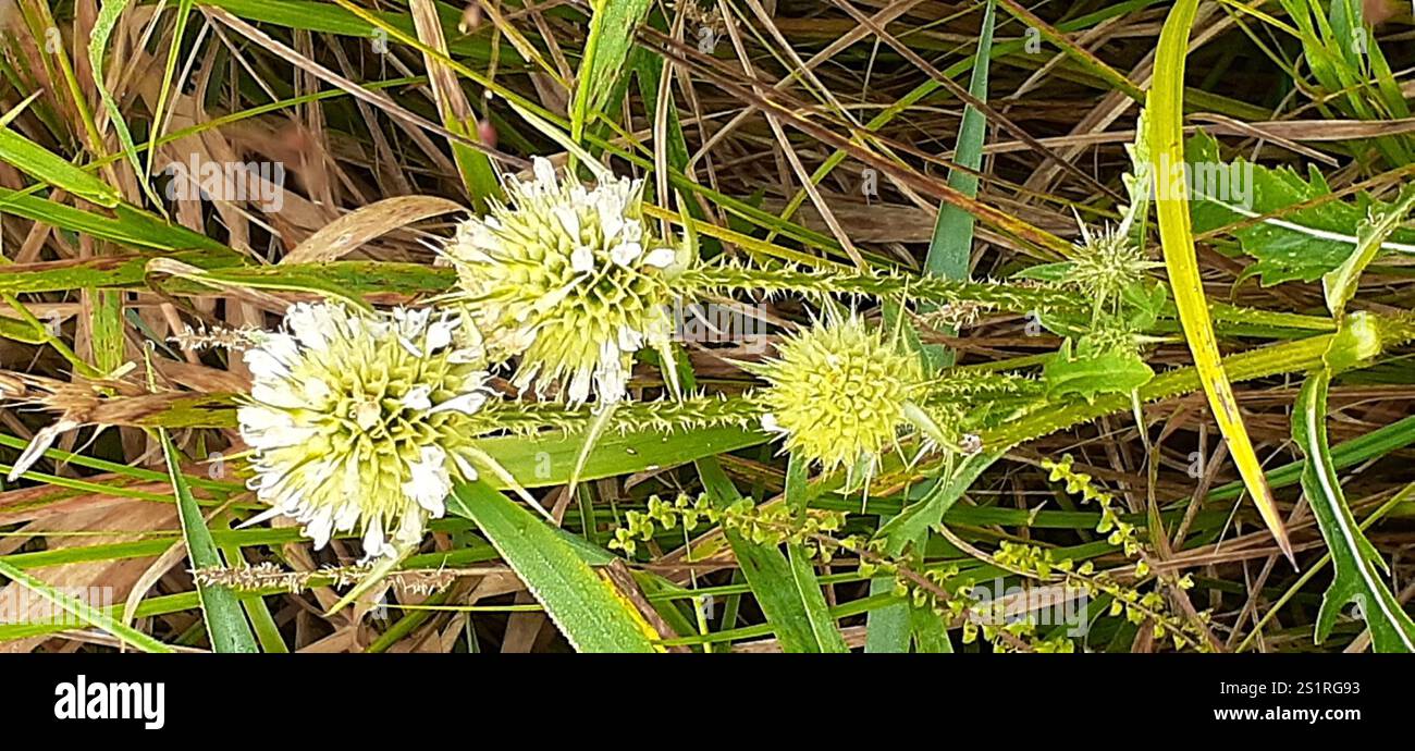 cutleaf teasel (Dipsacus laciniatus Stock Photo - Alamy