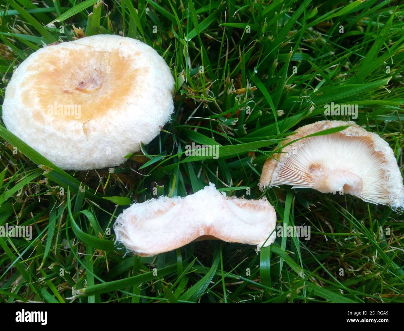 Downy milk cap (Lactarius pubescens Stock Photo - Alamy
