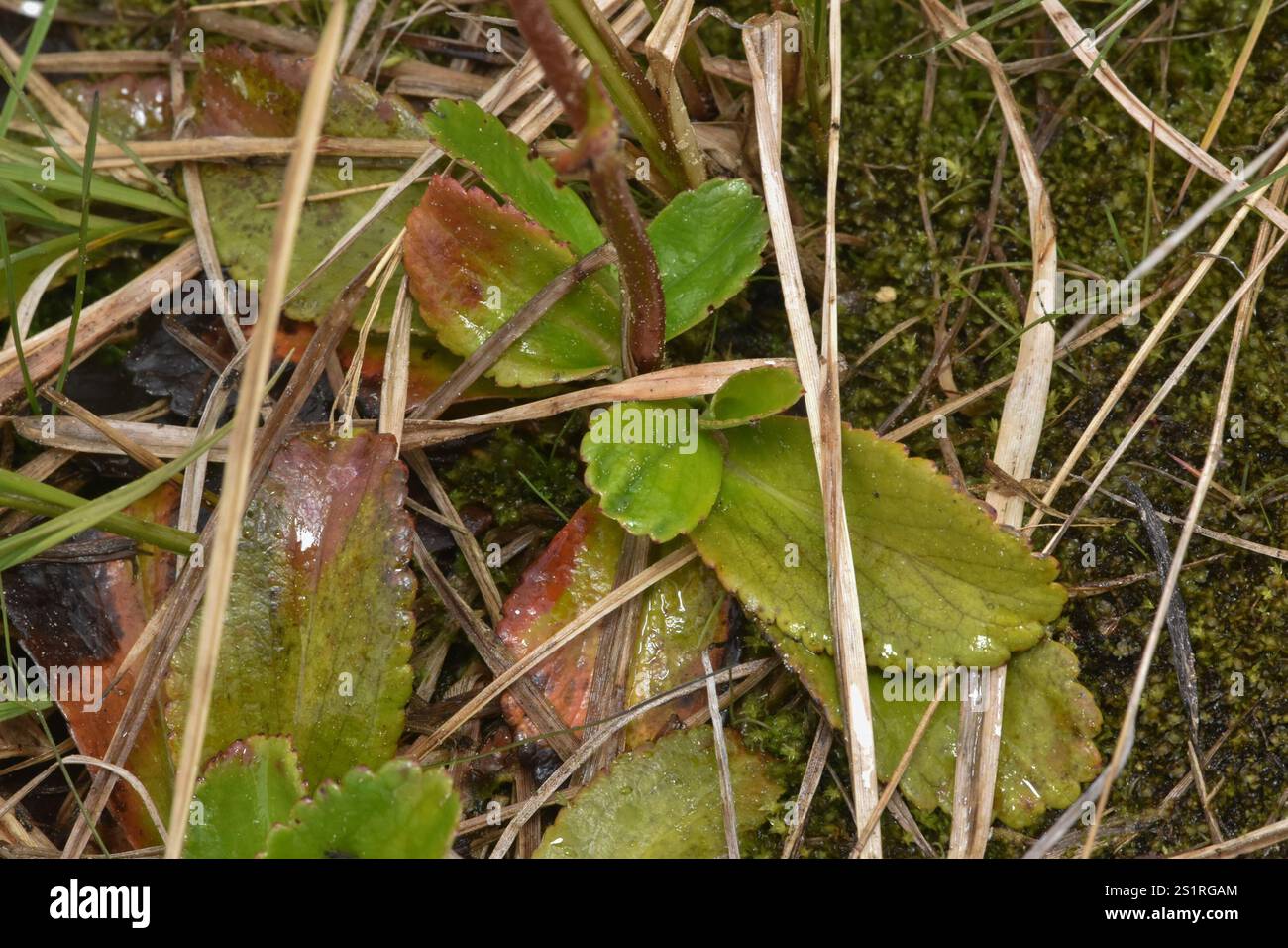 leatherleaf saxifrage (Leptarrhena pyrolifolia Stock Photo - Alamy