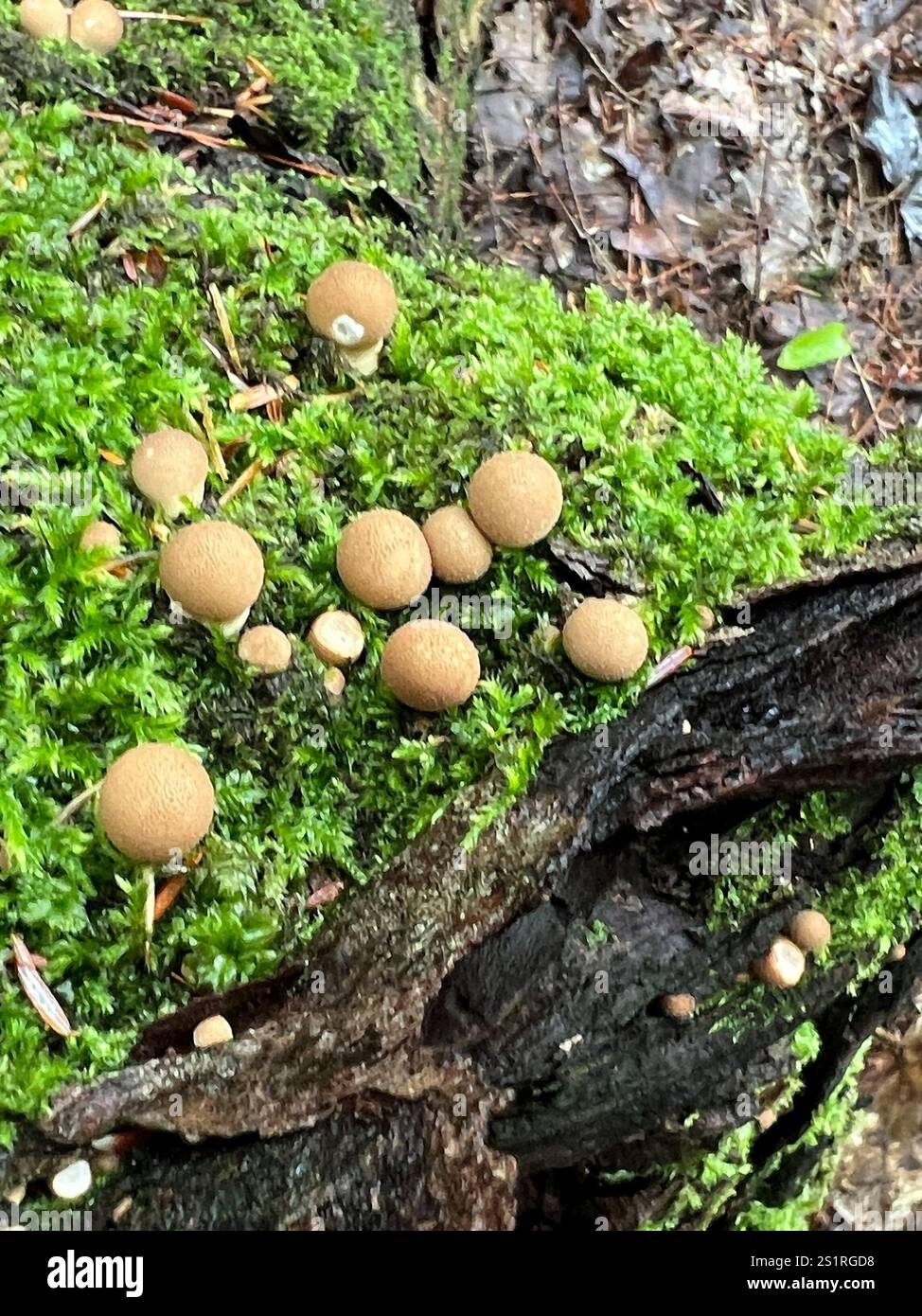 Pear-shaped Puffball (Apioperdon pyriforme Stock Photo - Alamy