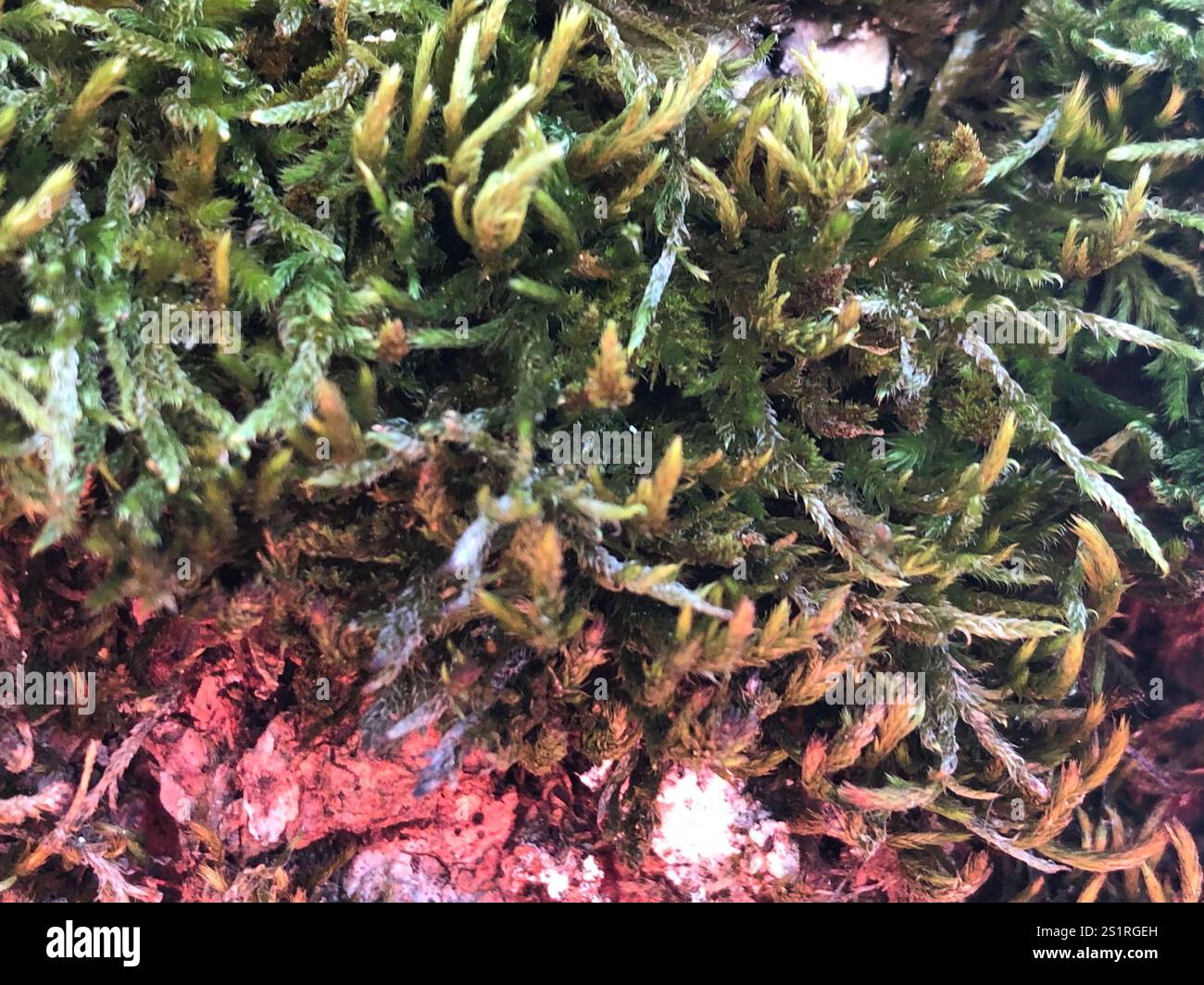 squirrel-tail moss (Leucodon sciuroides Stock Photo - Alamy
