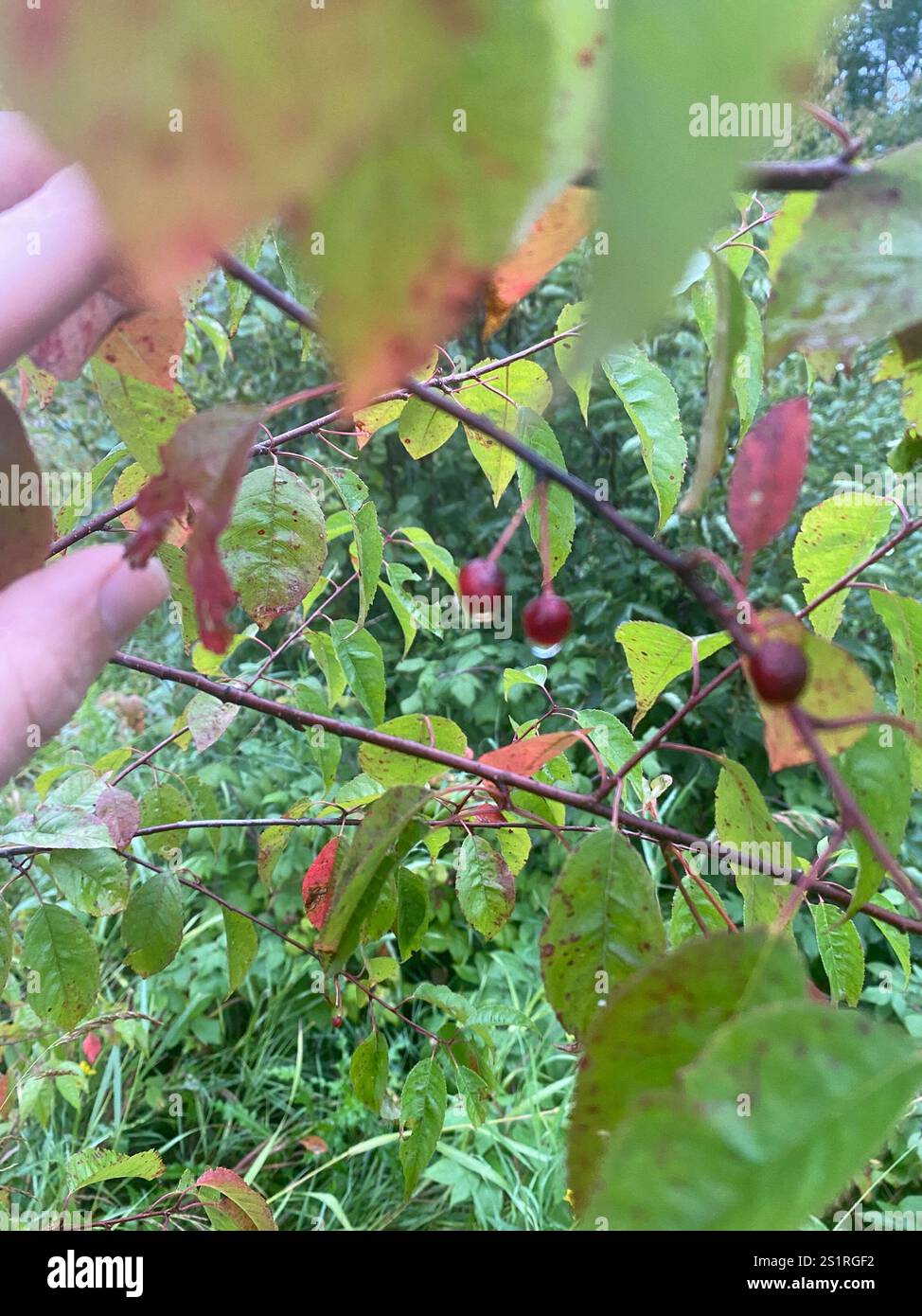 fire cherry (Prunus pensylvanica Stock Photo - Alamy