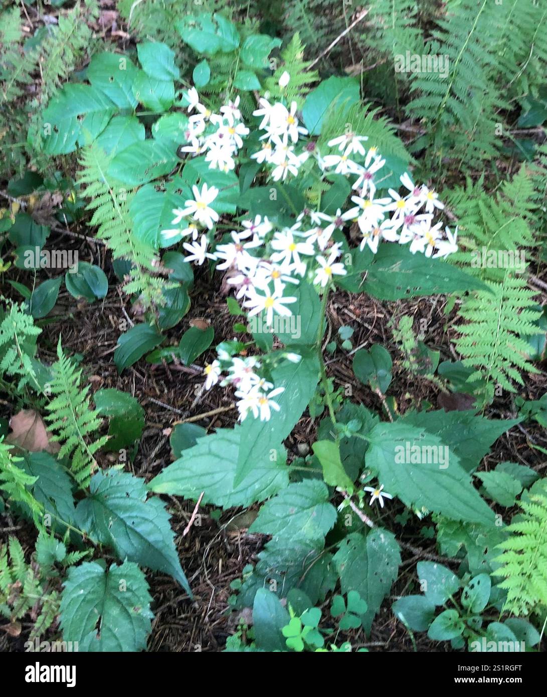 White Wood Aster (Eurybia divaricata Stock Photo - Alamy