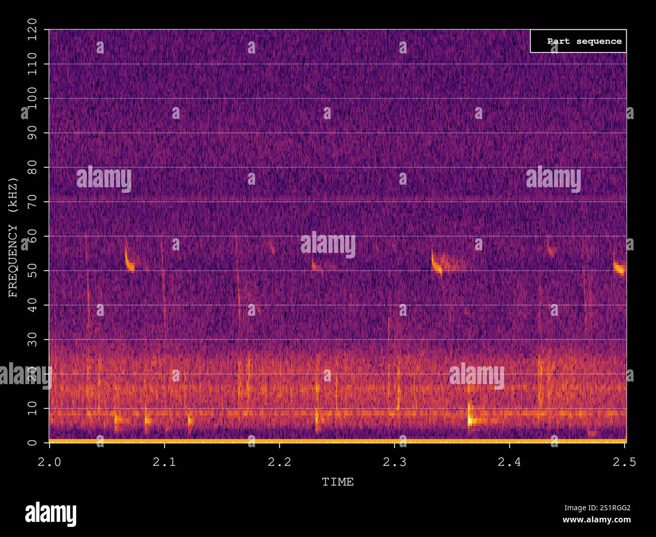 Pygmy Pipistrelle (Pipistrellus pygmaeus Stock Photo - Alamy