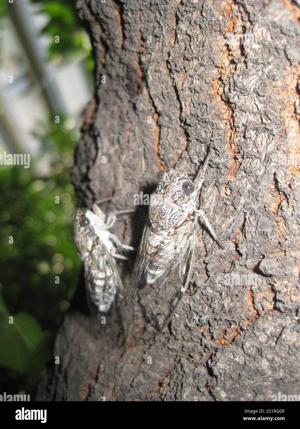 Ash Cicada (Cicada orni Stock Photo - Alamy