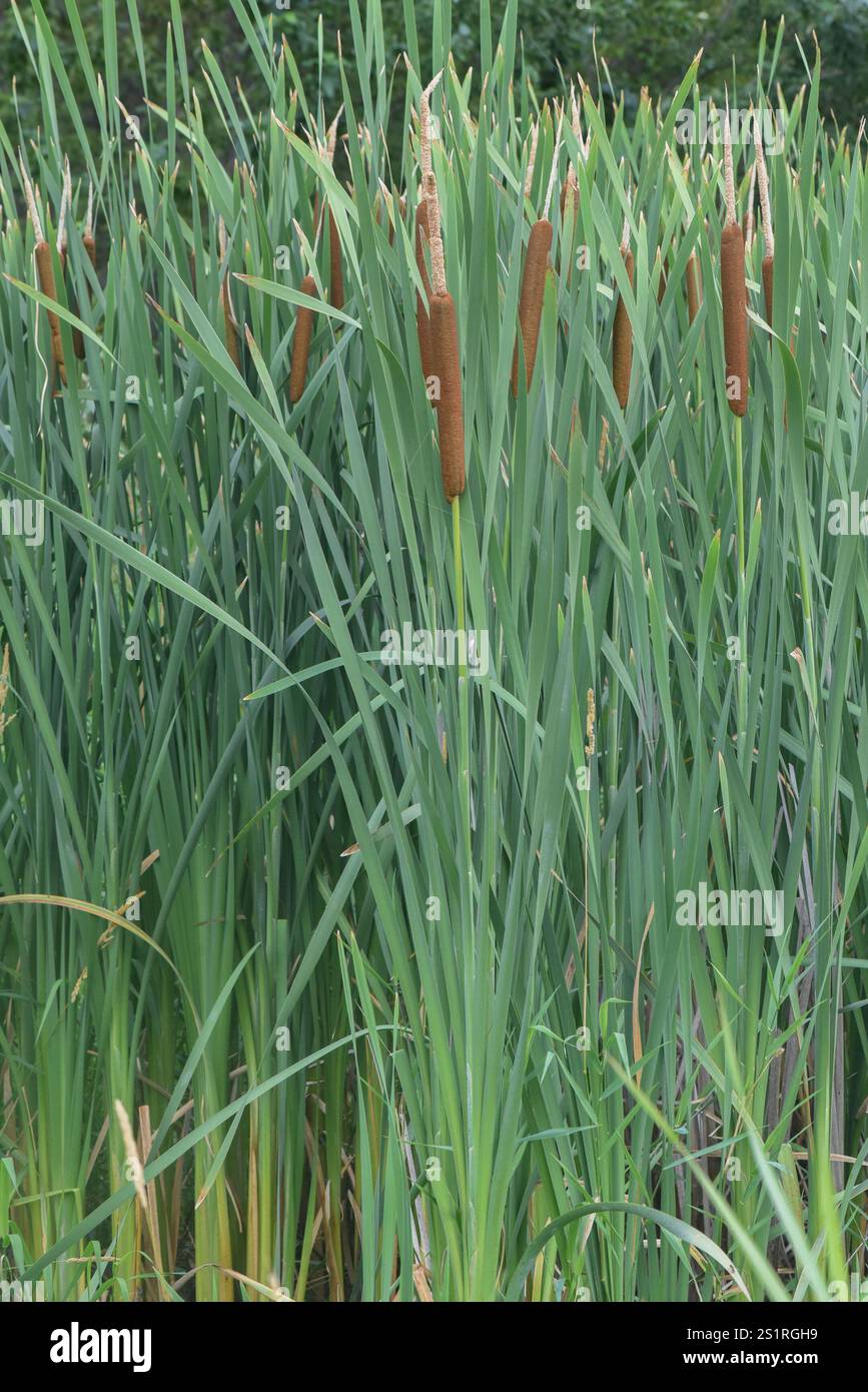 broadleaf cattail (Typha latifolia Stock Photo - Alamy