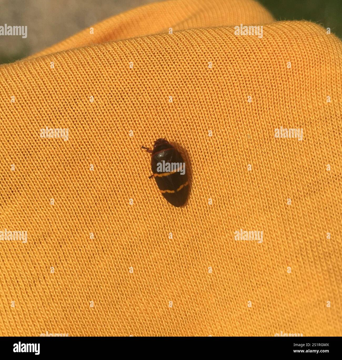 Two-lined Spittlebug (Prosapia bicincta Stock Photo - Alamy