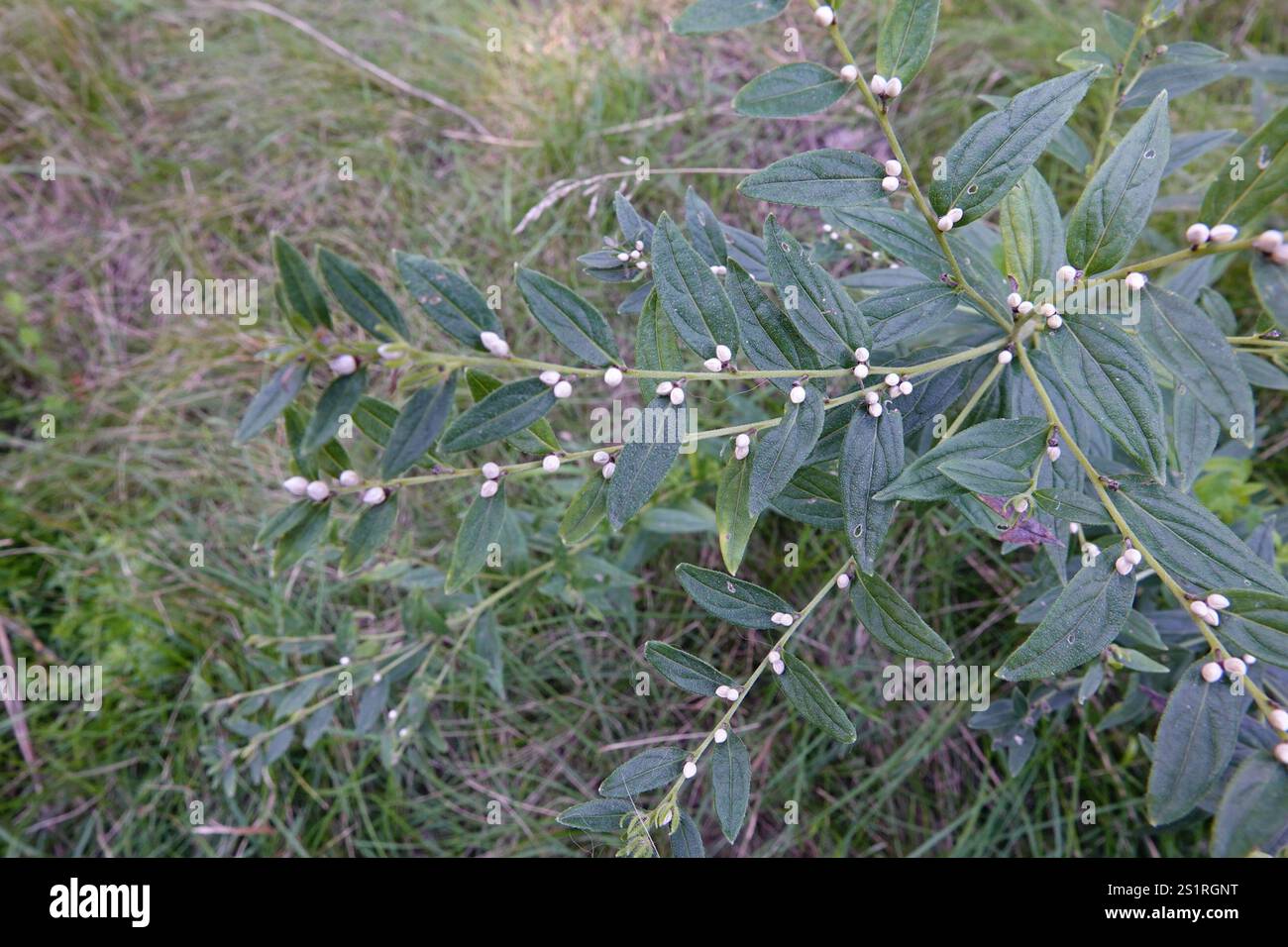 Common Gromwell (Lithospermum officinale Stock Photo - Alamy