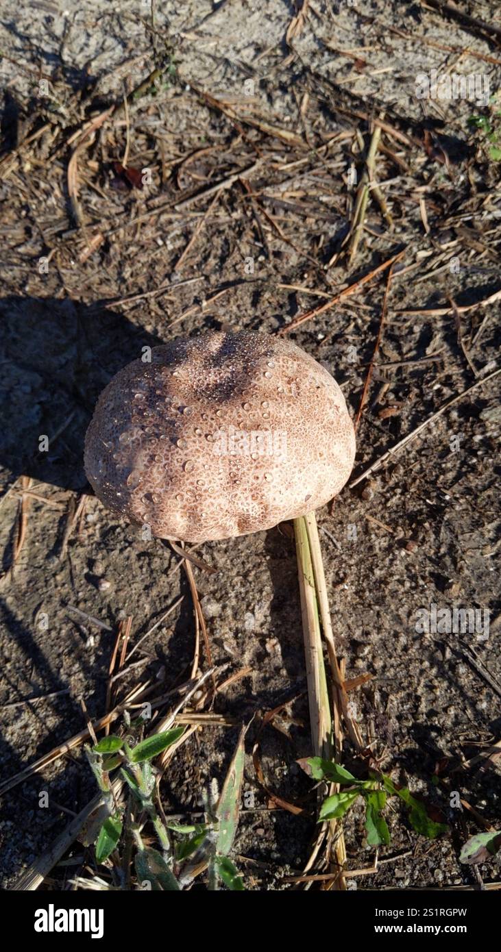 Purple-spored Puffball (Calvatia cyathiformis Stock Photo - Alamy