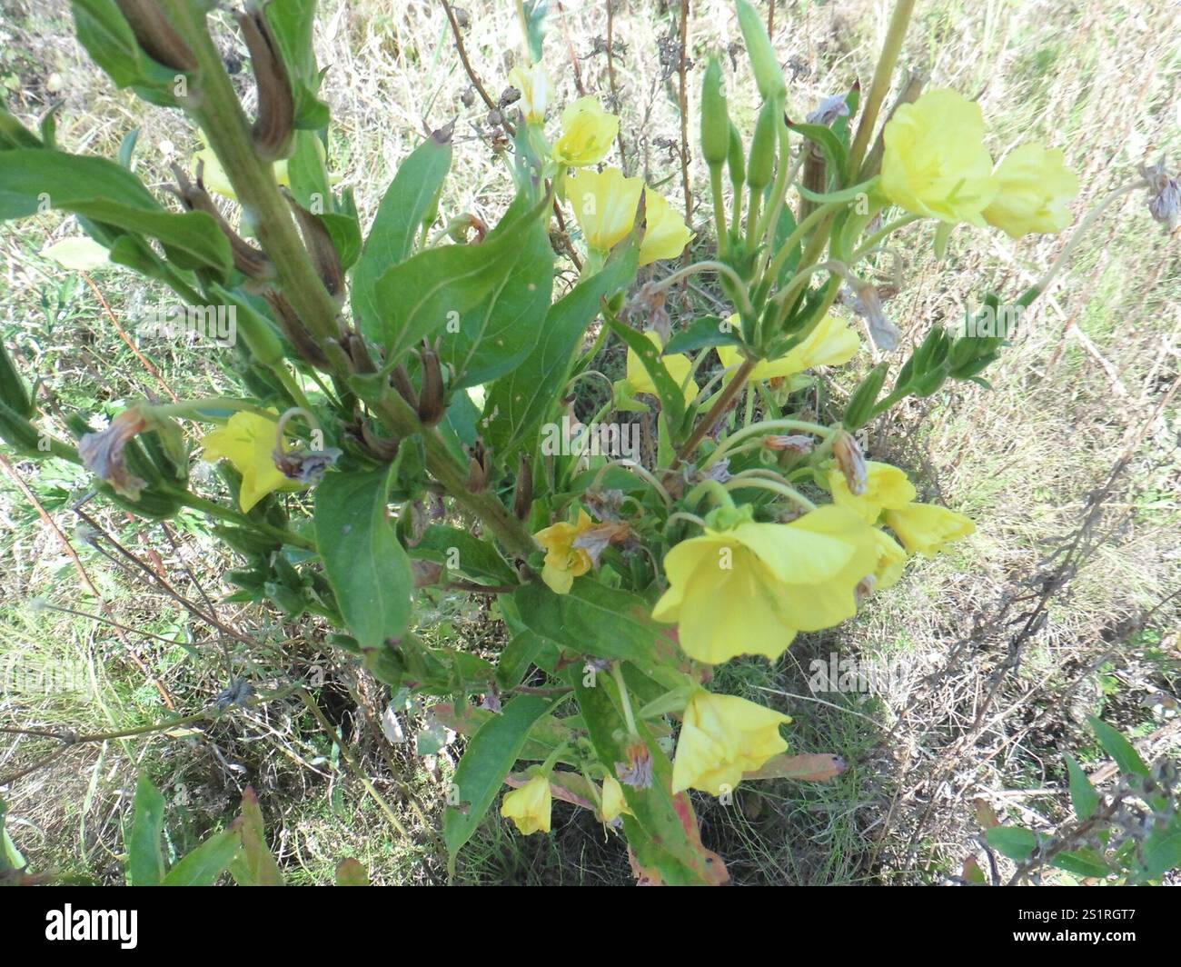 common evening-primrose (Oenothera biennis Stock Photo - Alamy