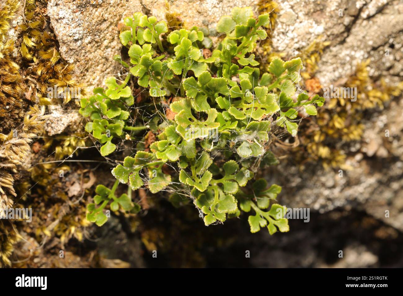 wall-rue (Asplenium ruta-muraria Stock Photo - Alamy