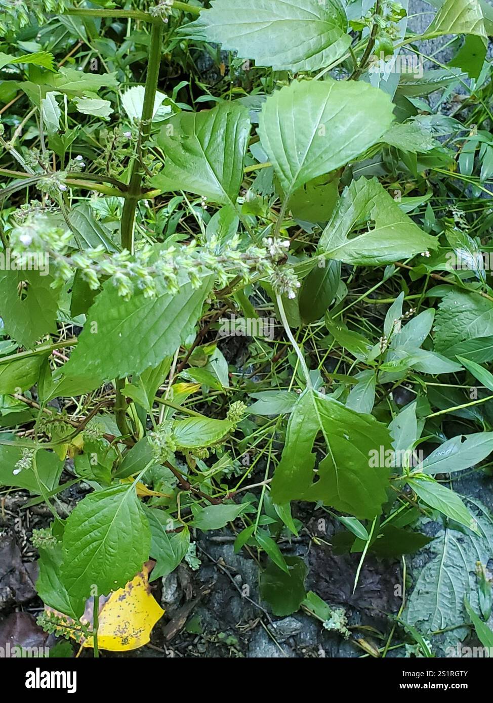 beefsteak plant (Perilla frutescens Stock Photo - Alamy