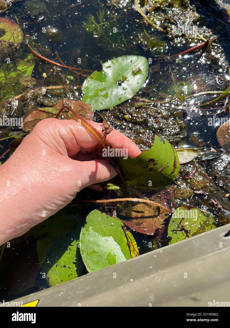 Watershield (Brasenia schreberi Stock Photo - Alamy