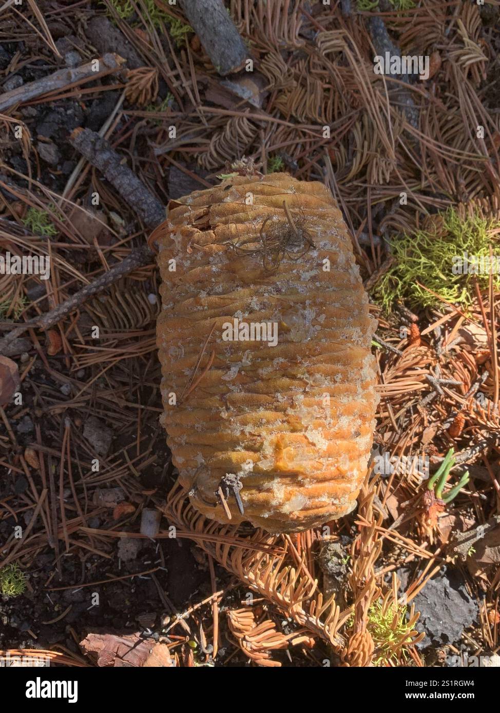 red fir (Abies magnifica Stock Photo - Alamy