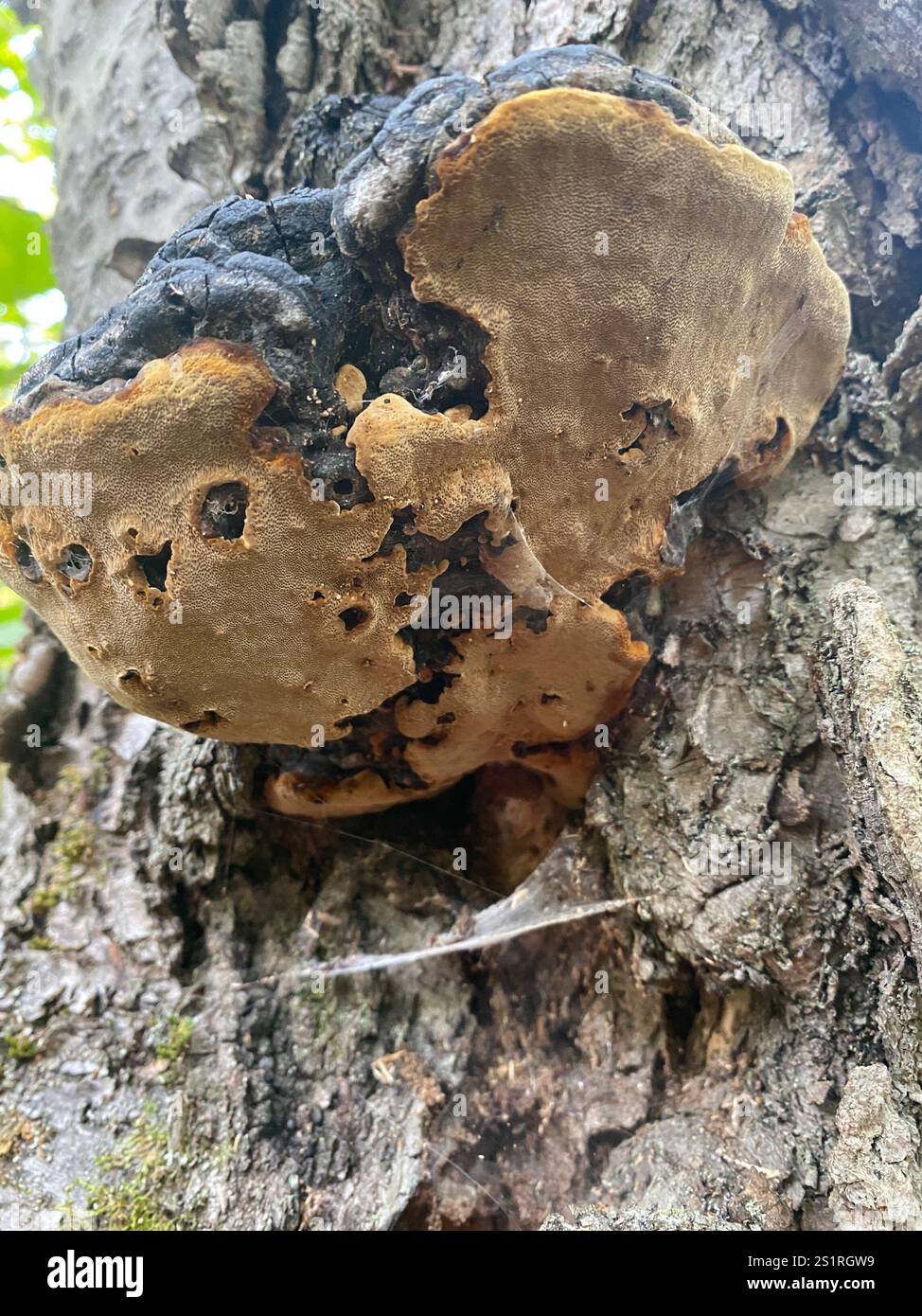 Willow Bracket (Phellinus igniarius Stock Photo - Alamy