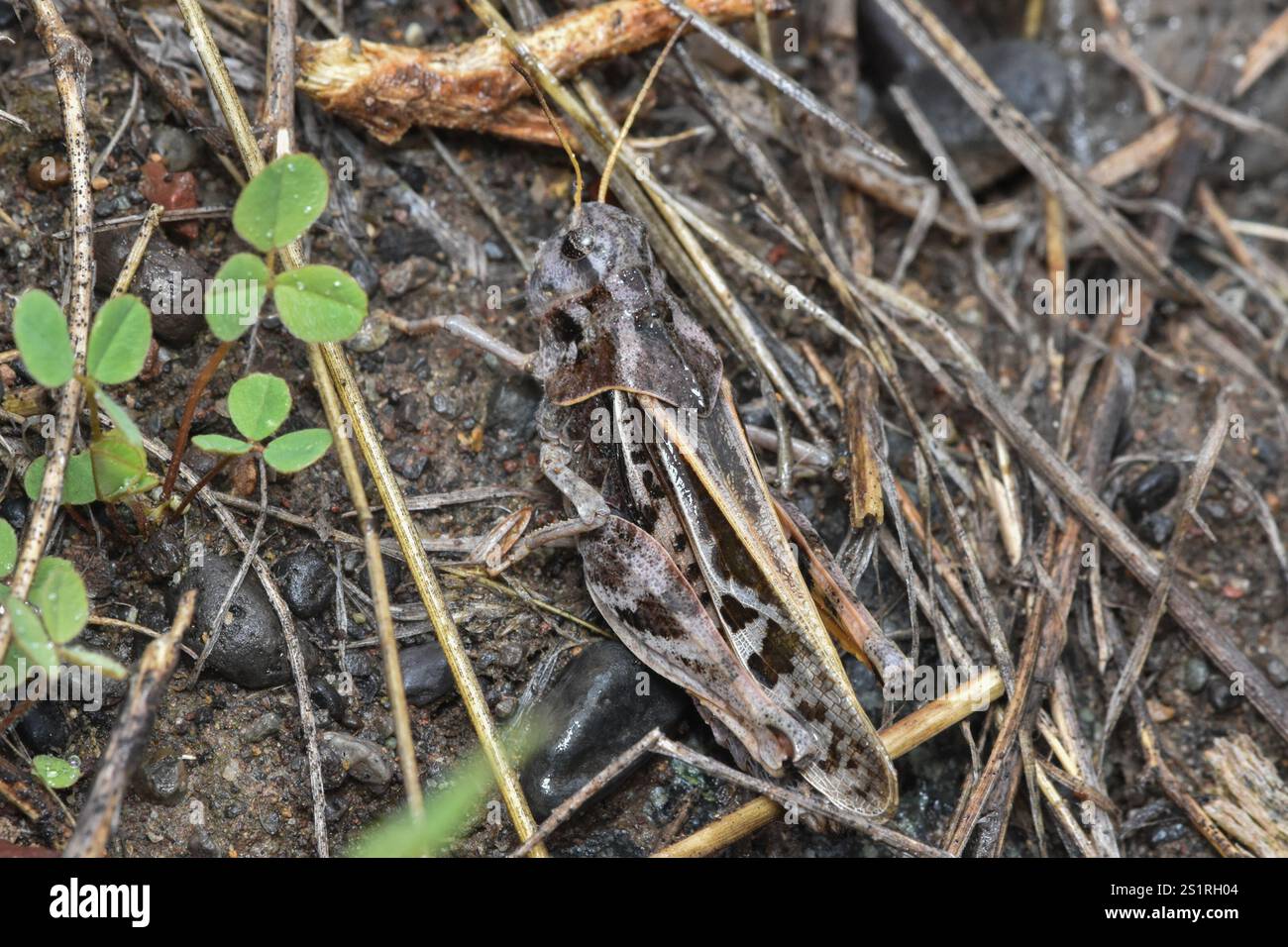 Coral-winged Grasshopper (Pardalophora apiculata Stock Photo - Alamy