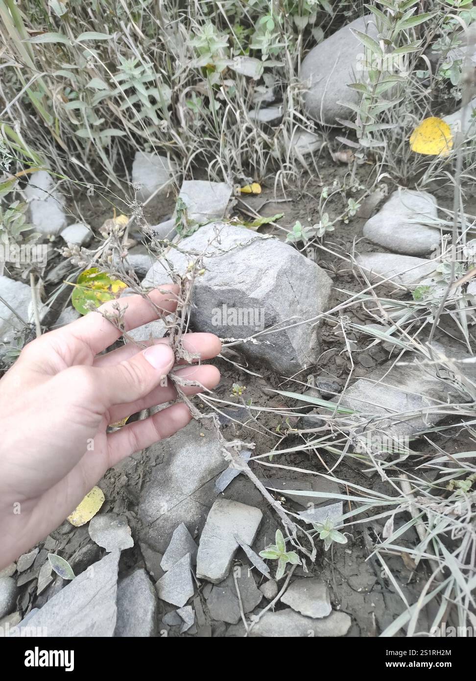 hispid yellowcress (Rorippa hispida Stock Photo - Alamy