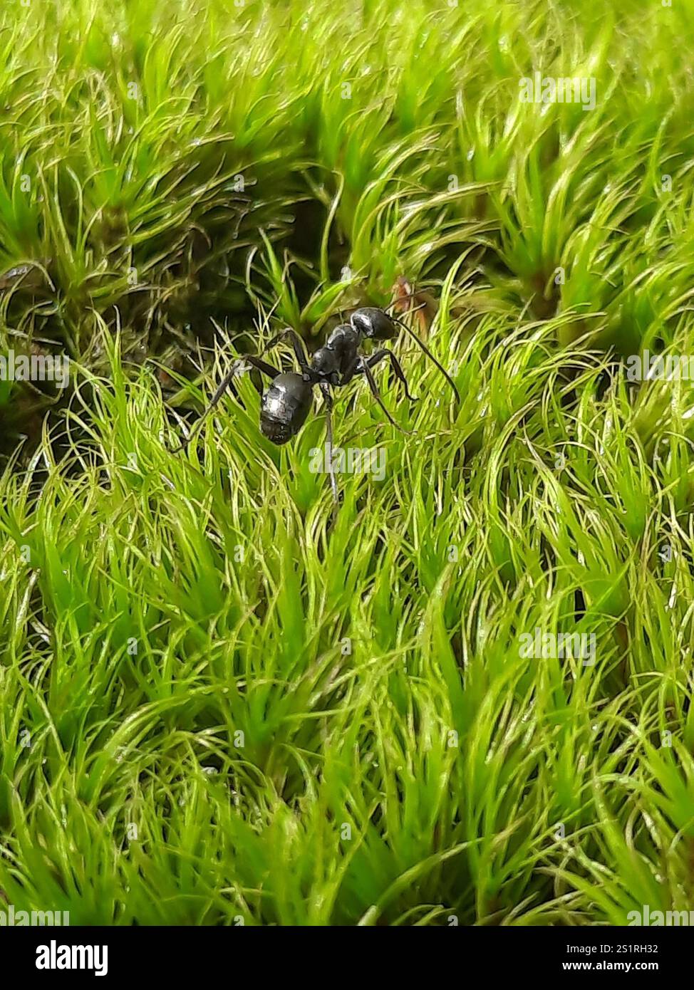 fusca-group Field Ants and Allies (Formica fusca Stock Photo - Alamy