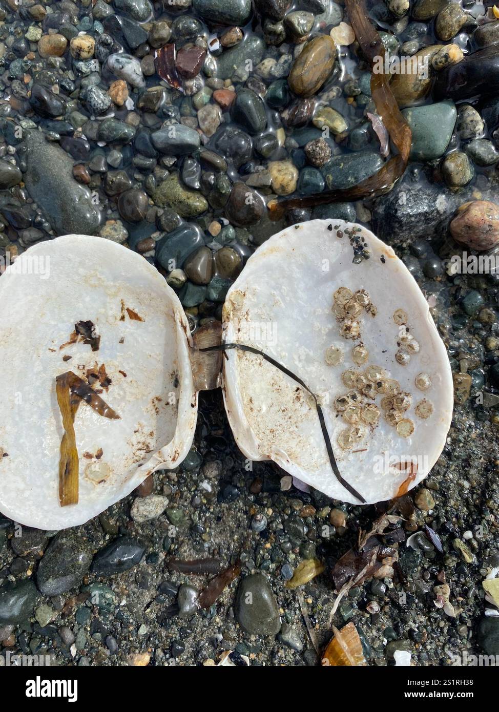 Butter Clam (Saxidomus gigantea Stock Photo - Alamy