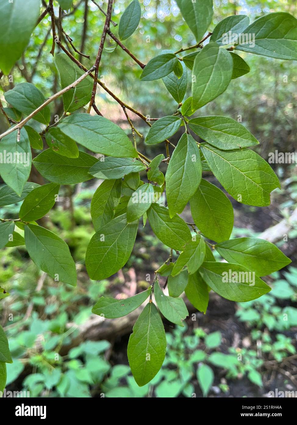 Northern highbush blueberry (Vaccinium corymbosum Stock Photo - Alamy