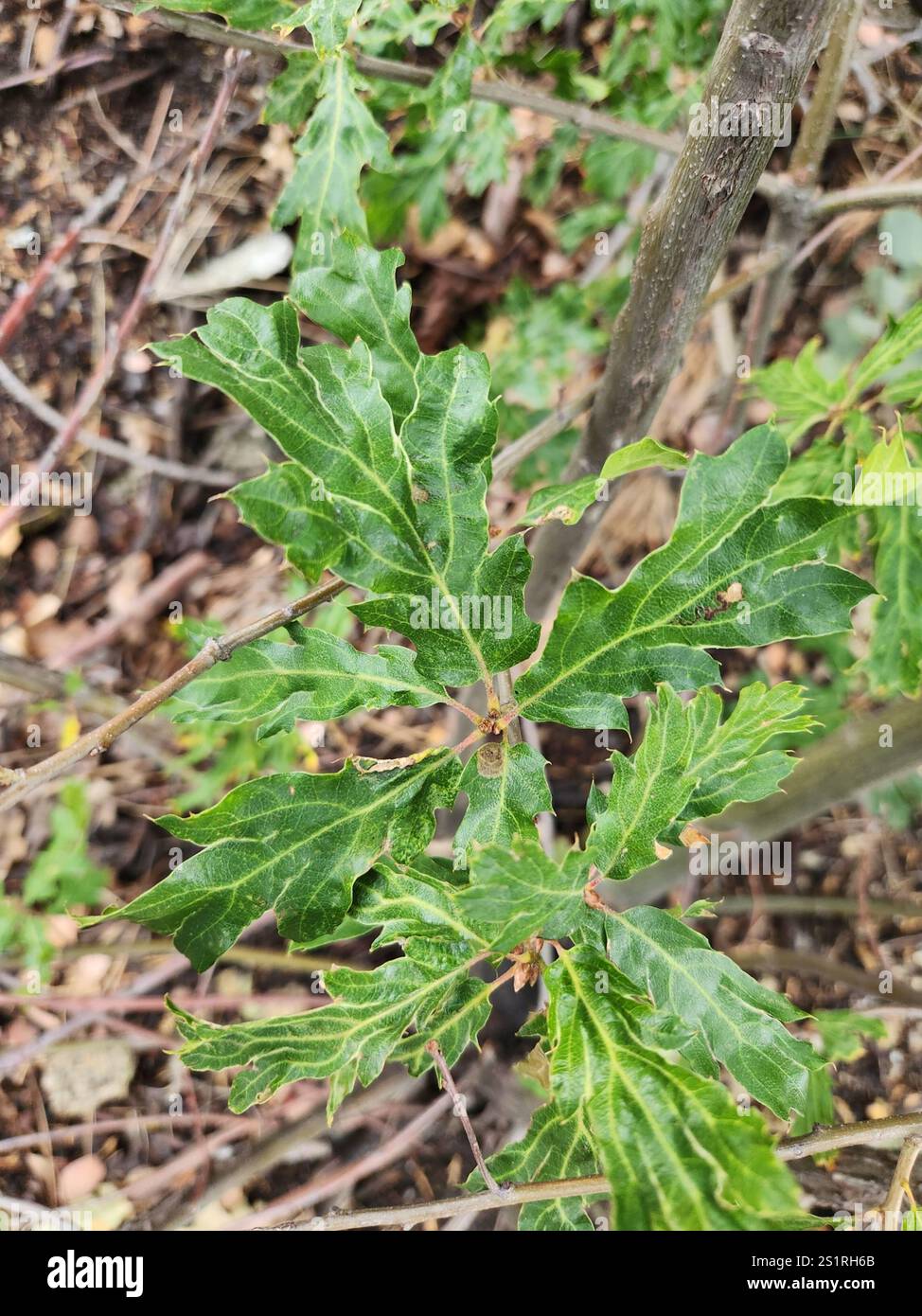 California black oak (Quercus kelloggii Stock Photo - Alamy