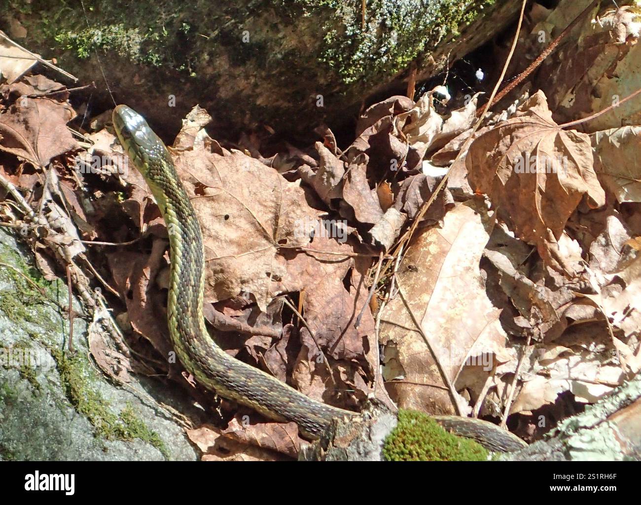 Common Garter Snake (Thamnophis sirtalis Stock Photo - Alamy