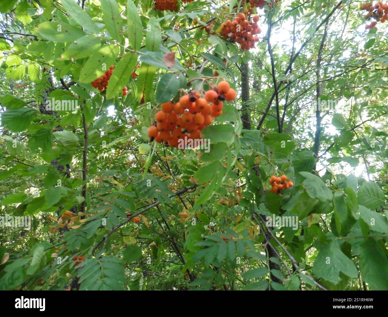 European mountain ash (Sorbus aucuparia Stock Photo - Alamy