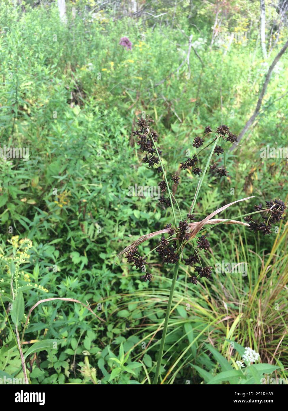 dark green bulrush (Scirpus atrovirens Stock Photo - Alamy