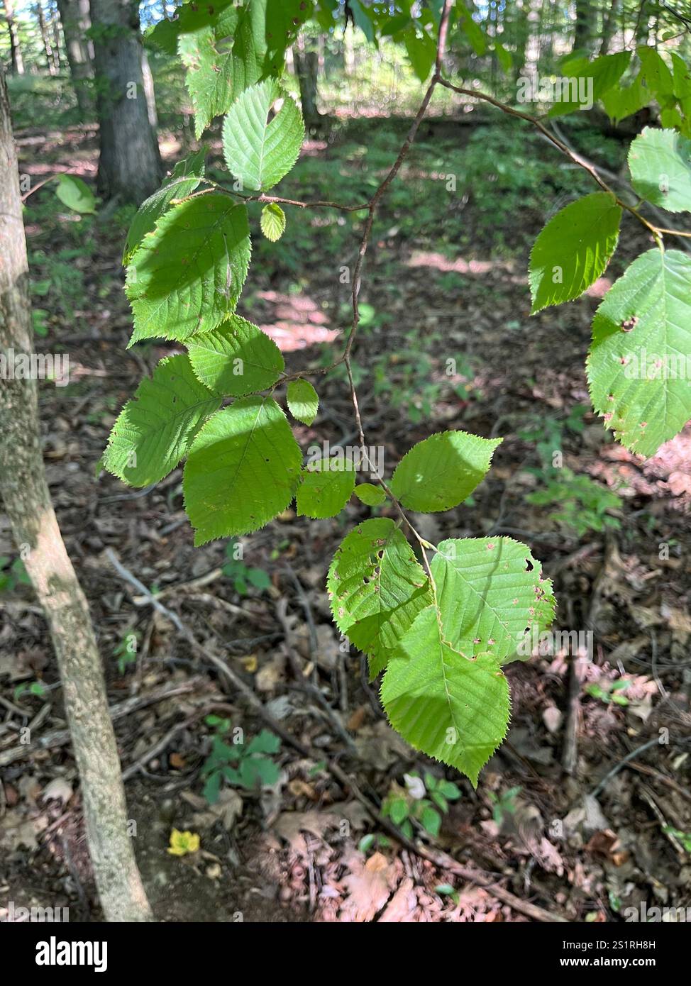 American hophornbeam (Ostrya virginiana Stock Photo - Alamy