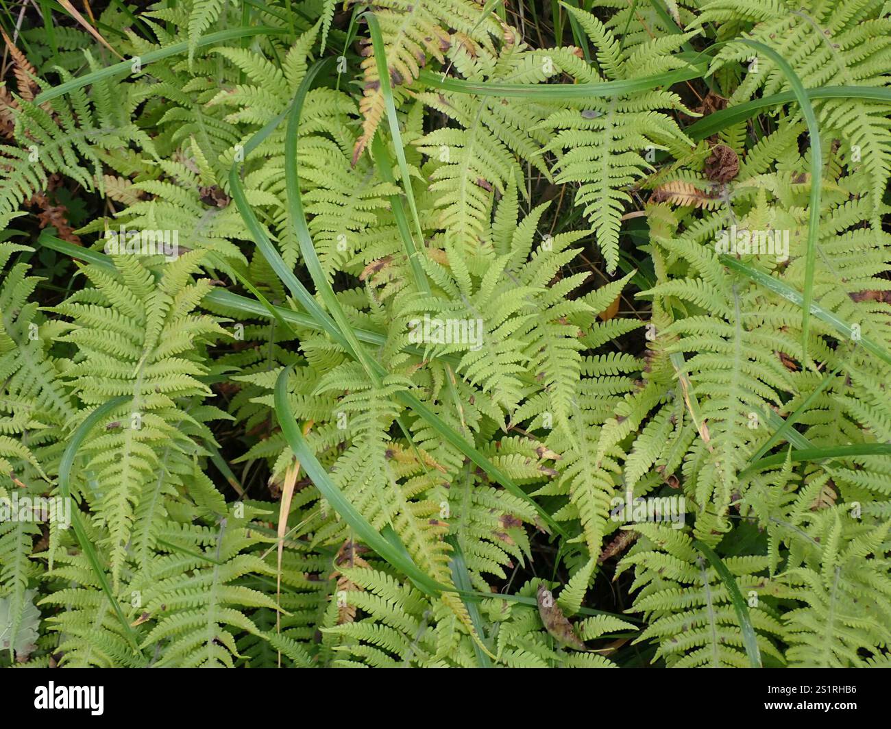 long beech fern (Phegopteris connectilis Stock Photo - Alamy