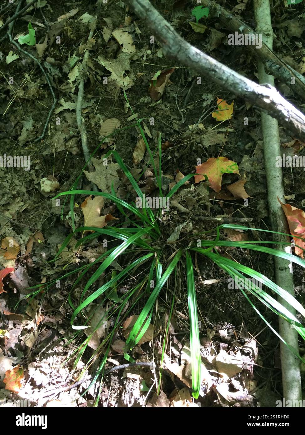 White Bear Sedge (Carex albursina Stock Photo - Alamy