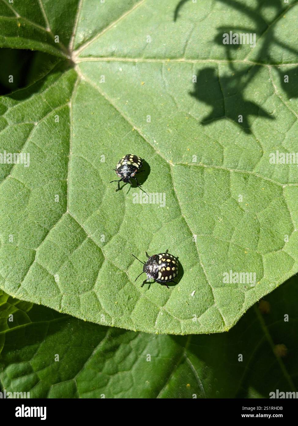 Southern Green Stink Bug (Nezara viridula Stock Photo - Alamy