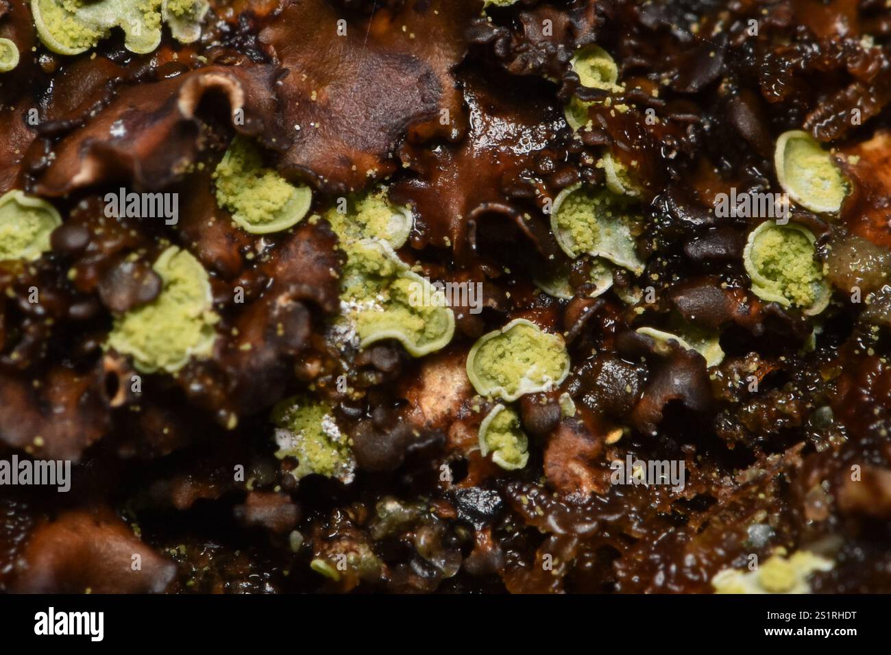 Elf Ears lichen (Normandina pulchella Stock Photo - Alamy