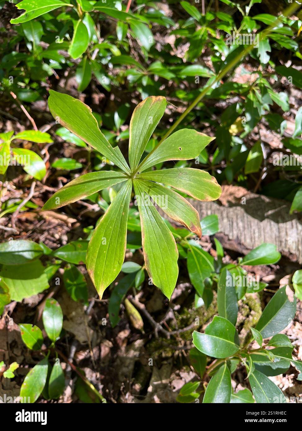 Cucumber Root (Medeola virginiana Stock Photo - Alamy
