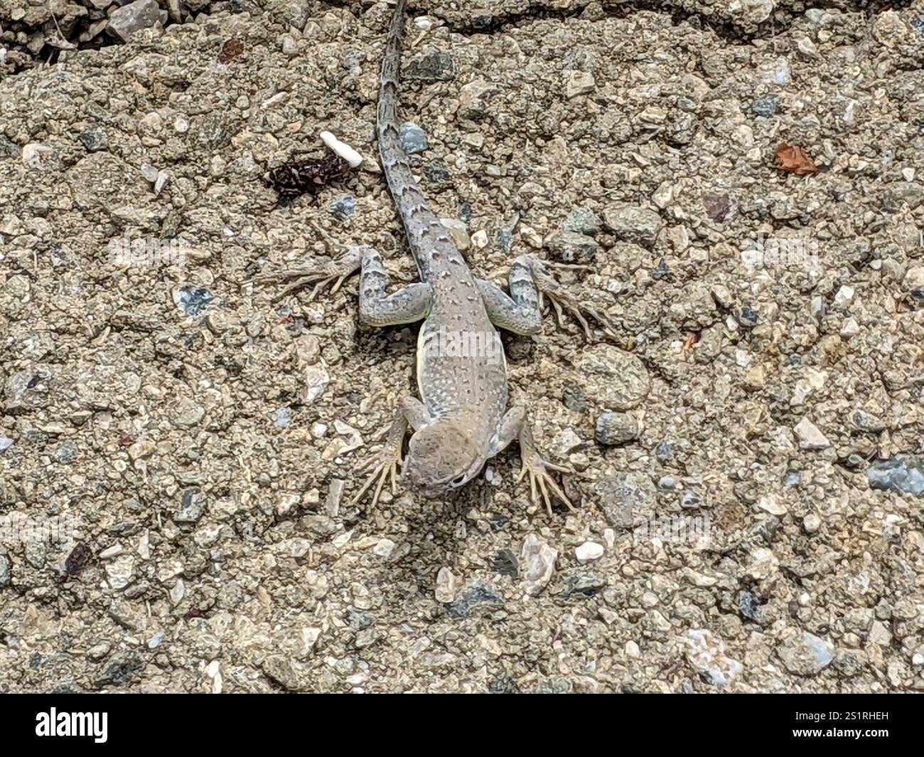 Greater Earless Lizard (Cophosaurus texanus Stock Photo - Alamy