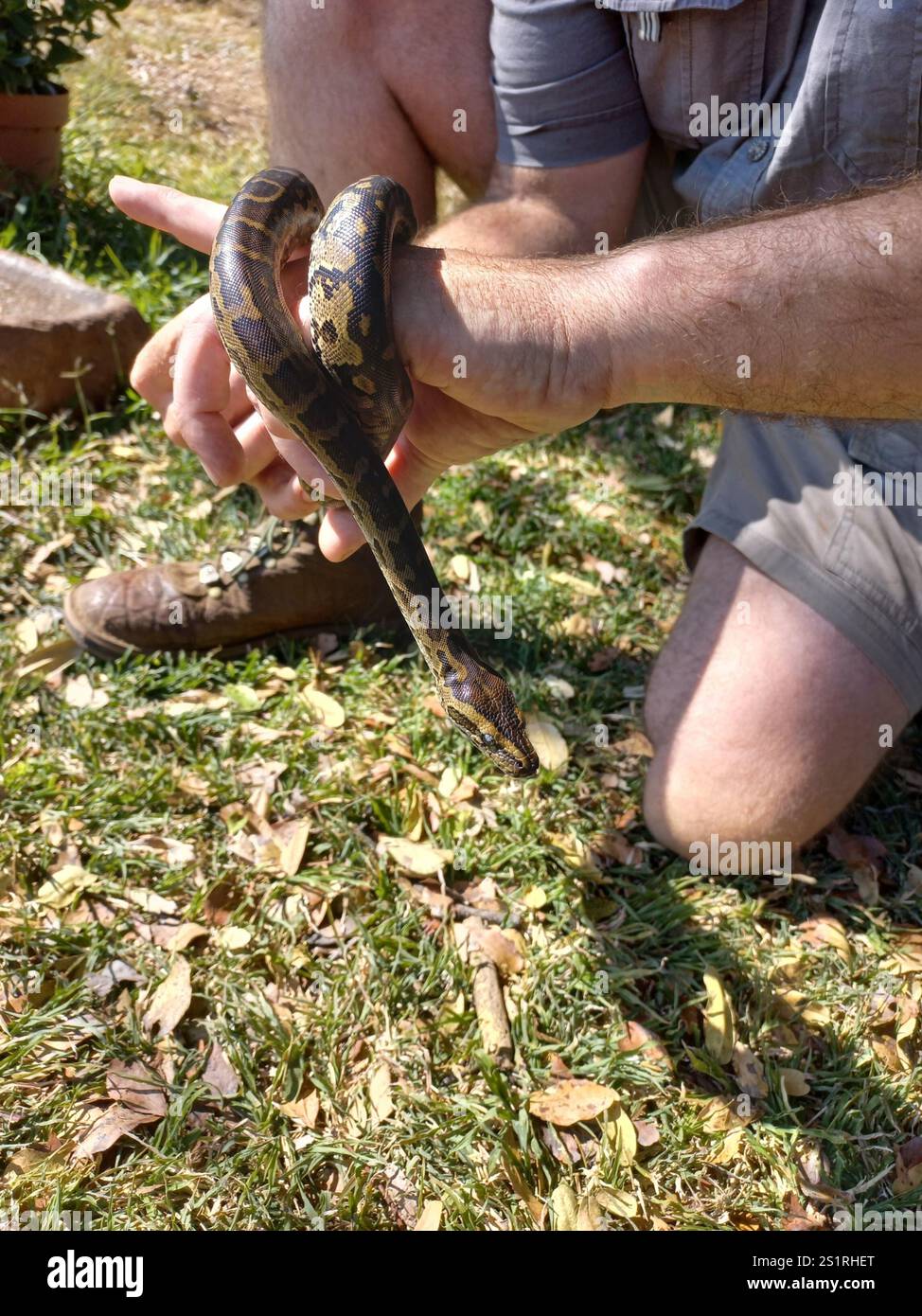 Southern African Python (Python natalensis Stock Photo - Alamy