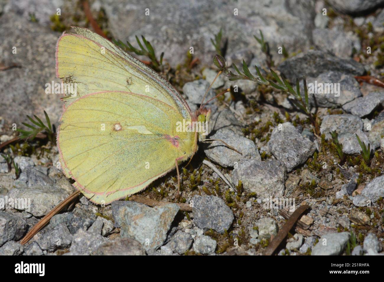 Western Sulphur (Colias occidentalis Stock Photo - Alamy