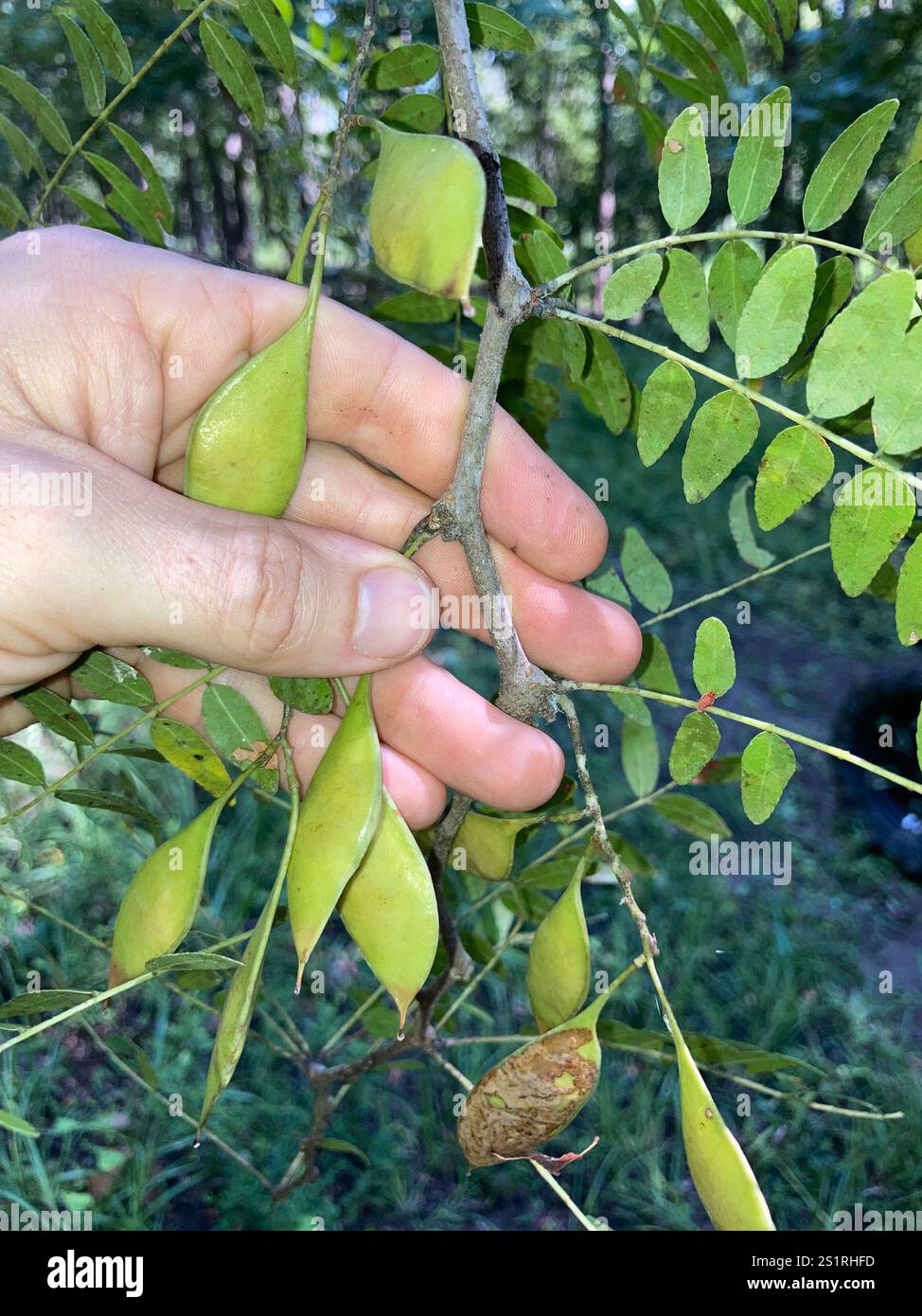 Water locust (Gleditsia aquatica Stock Photo - Alamy