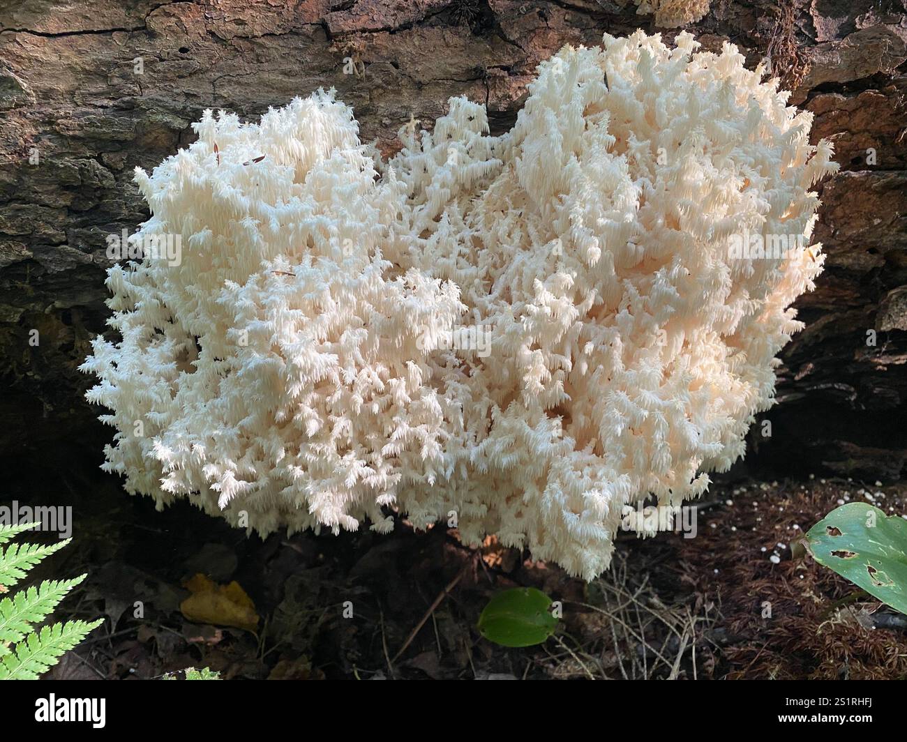 Coral tooth fungus (Hericium coralloides Stock Photo - Alamy