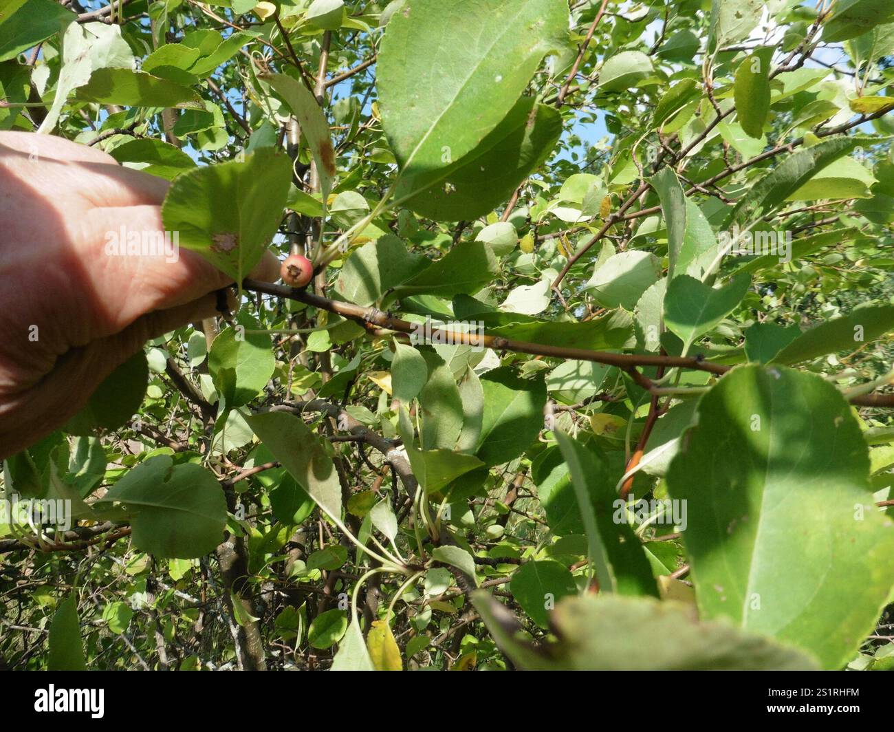 Pear-leaf Crabapple (Malus prunifolia Stock Photo - Alamy