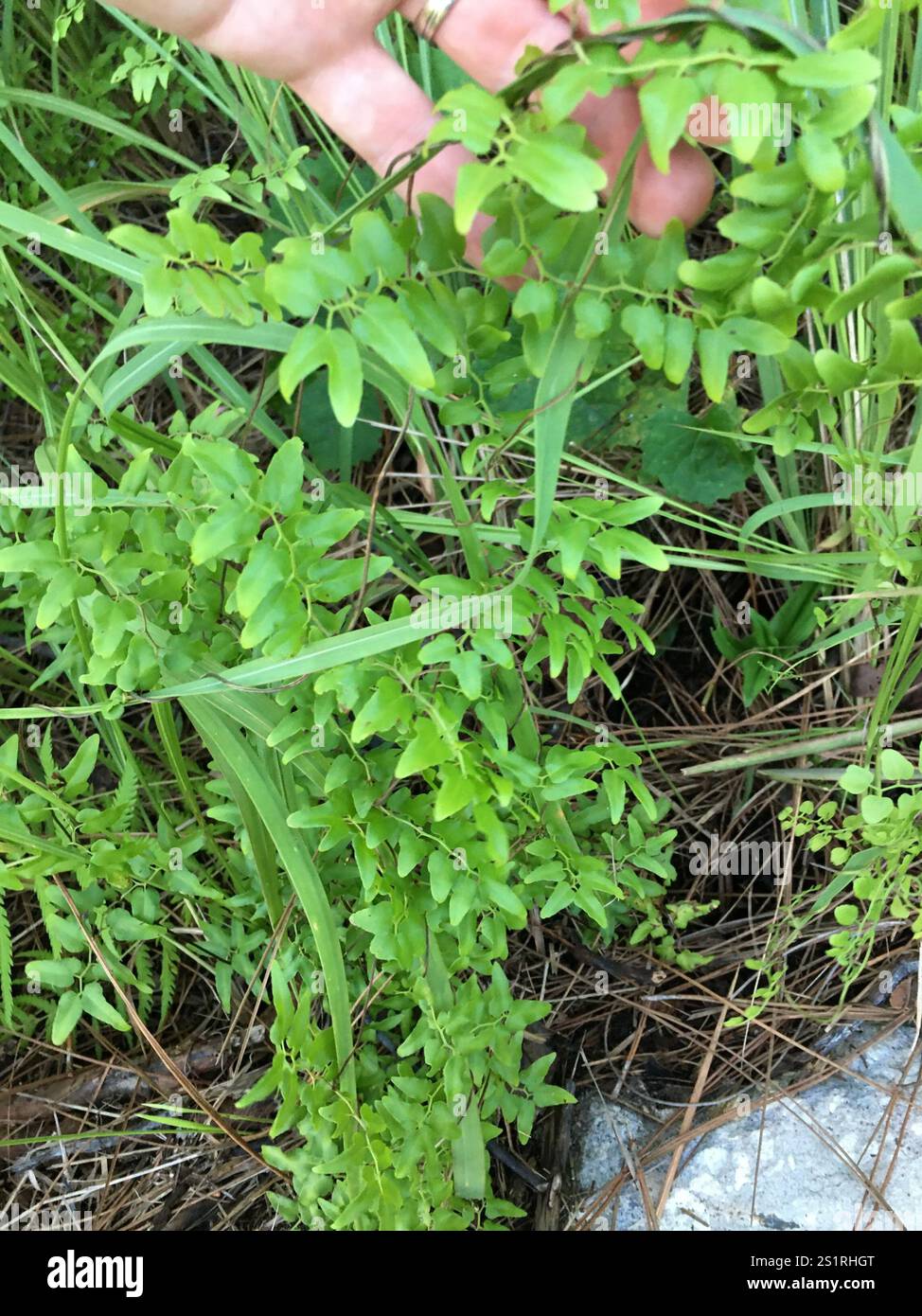 Climbing Maidenhair (Lygodium microphyllum Stock Photo - Alamy