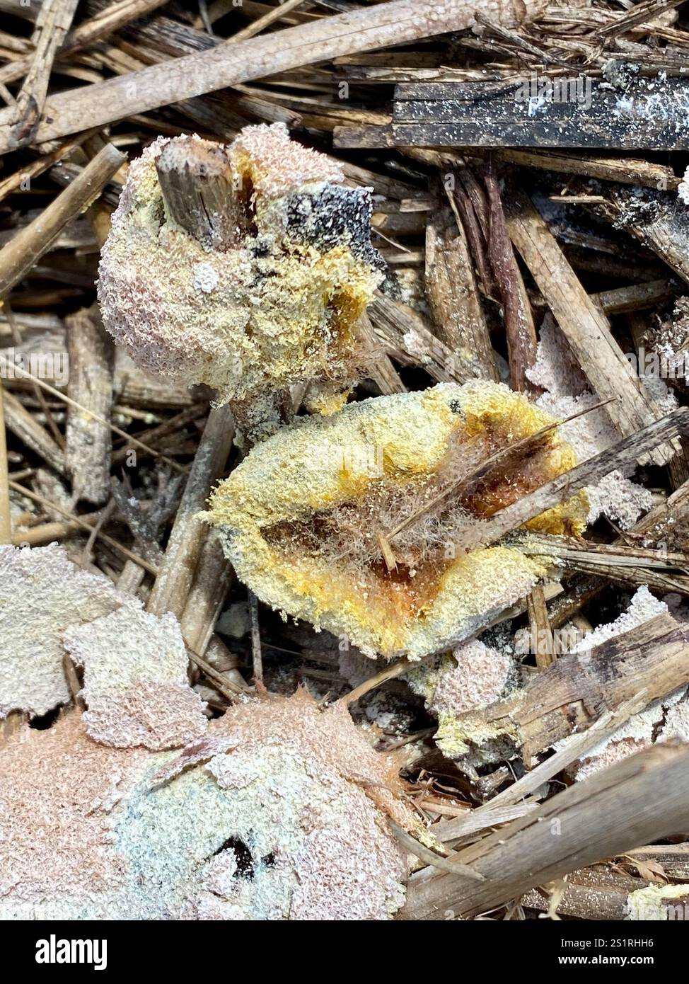 Dog Vomit Slime Mold (Fuligo septica Stock Photo - Alamy