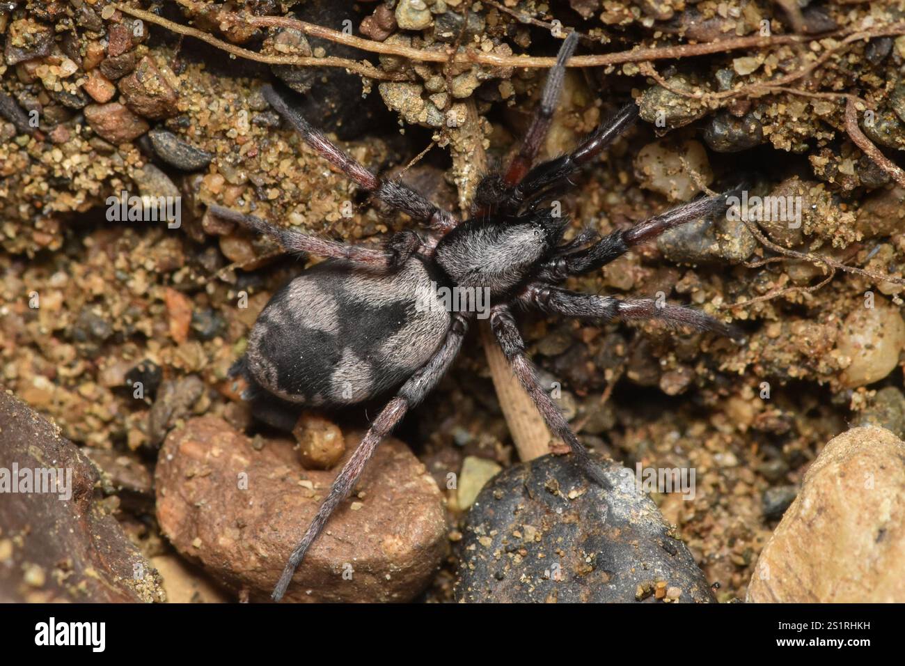 Common Patterned Ant-mimic Ground Spider (Sergiolus montanus Stock ...