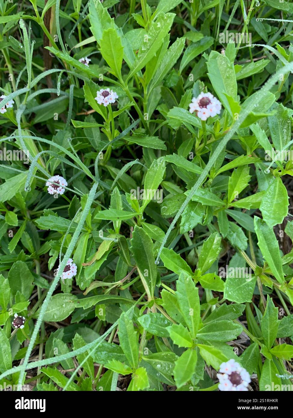 turkey tangle frogfruit (Phyla nodiflora Stock Photo - Alamy
