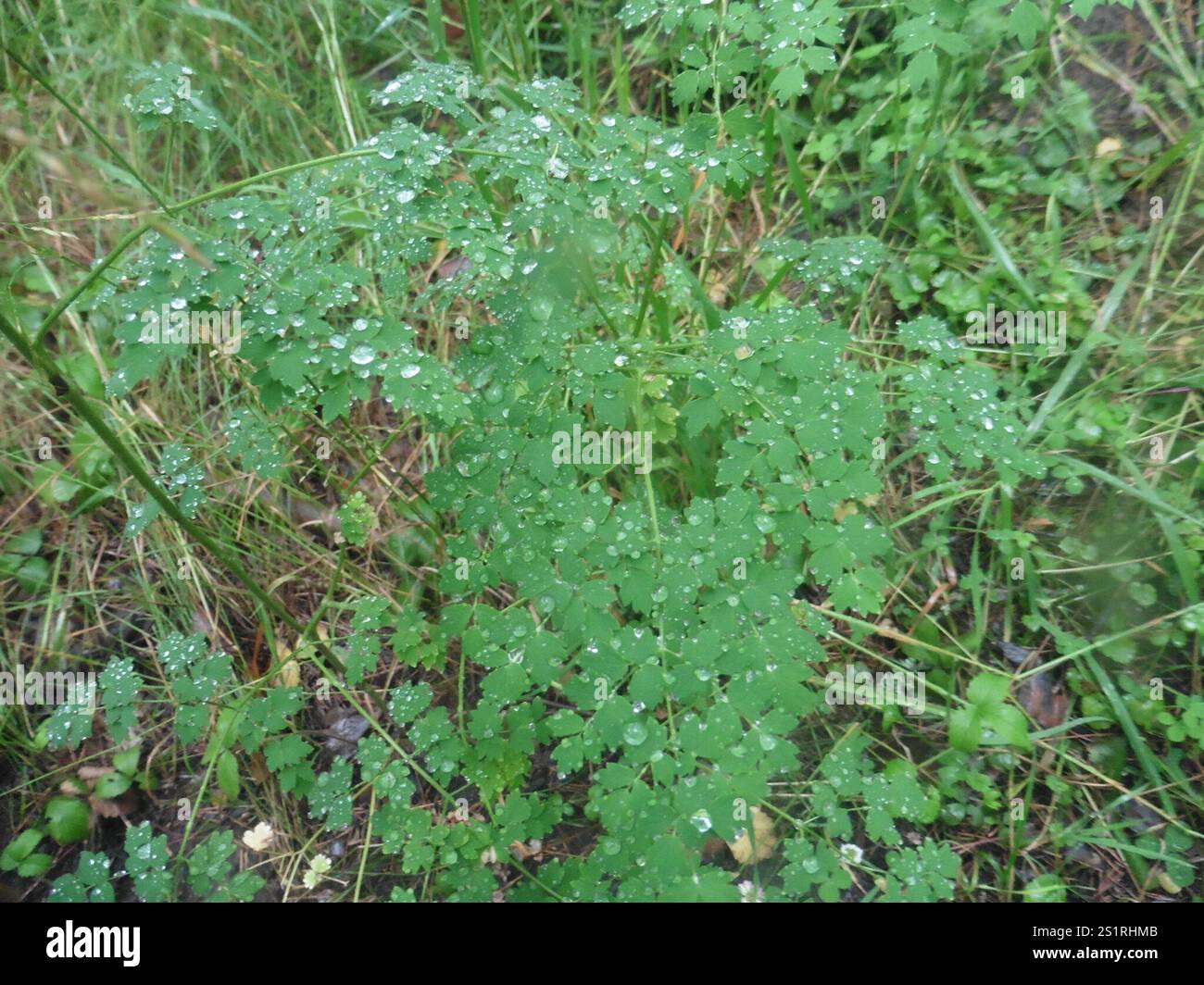 Lesser Meadow-rue (Thalictrum minus Stock Photo - Alamy