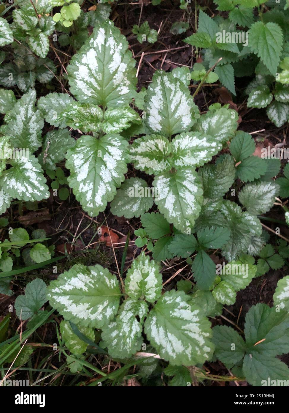 Variegated Yellow Archangel (Lamium galeobdolon argentatum Stock Photo ...