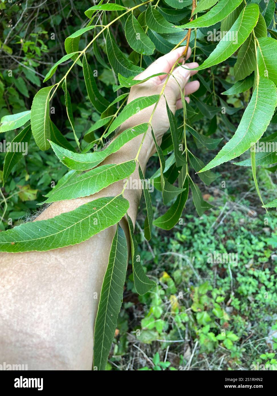 pecan (Carya illinoinensis Stock Photo - Alamy