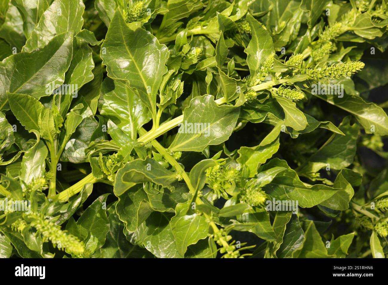 sea beet (Beta vulgaris maritima Stock Photo - Alamy